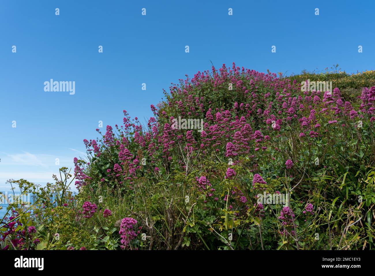 Cliff face flower hi-res stock photography and images - Alamy