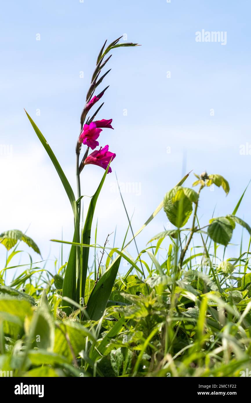 Gladiolus gladiolus communis flower hi-res stock photography and images ...