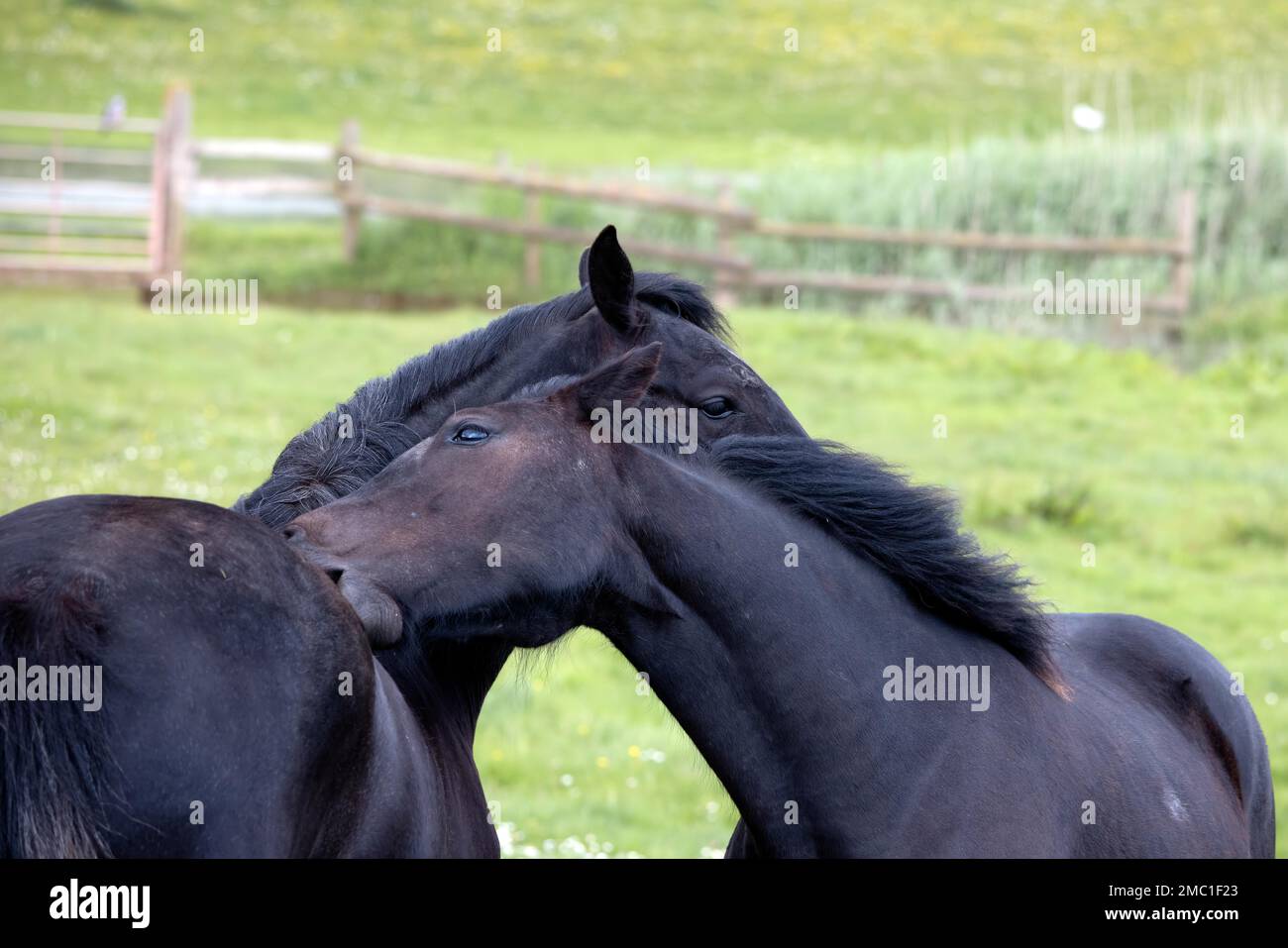 Two dark horses nuzzling together in a Devon field Stock Photo - Alamy