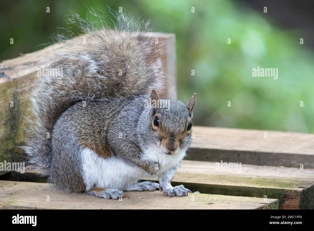 Grey Squirrel eating seed from a wooden bench Stock Photo - Alamy