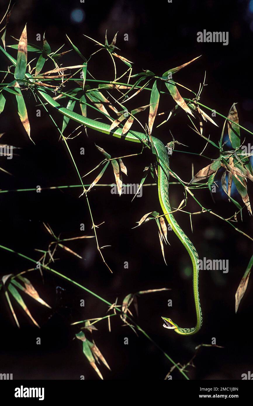 Green whip snake (Ahaetulla nasutus) Vine snake captive, The Madras ...