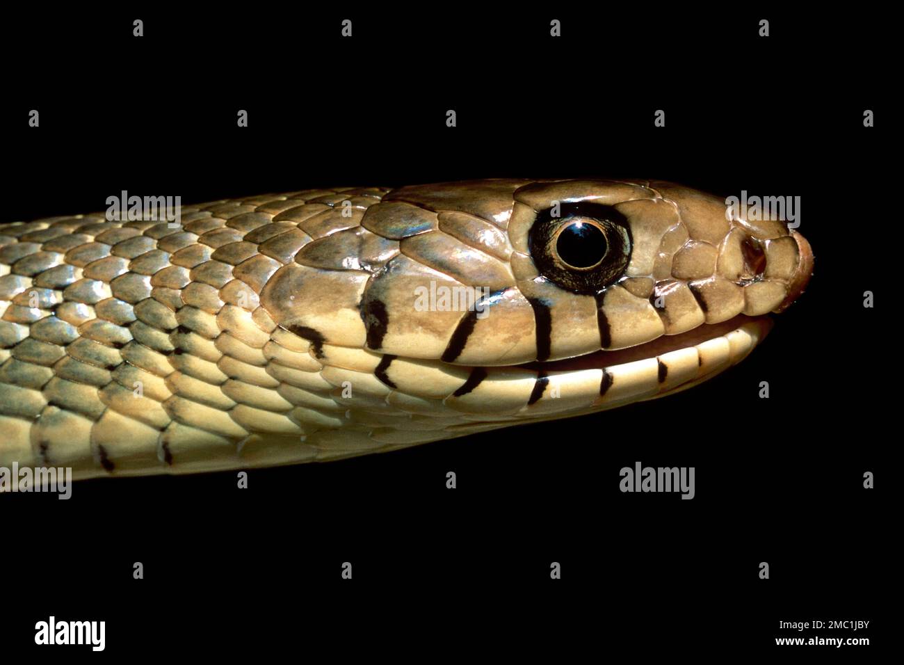 Rat Snake (Ptyas mucosus) captive, The Madras Crocodile Bank Trust and ...