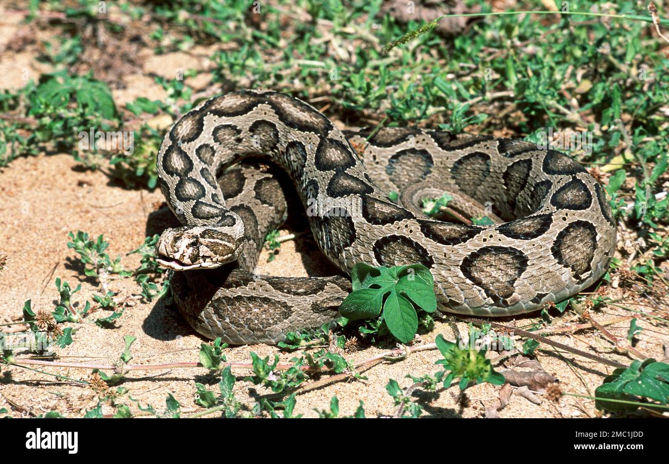 Russell's Viper (Daboia russelii) captive, The Madras Crocodile Bank ...