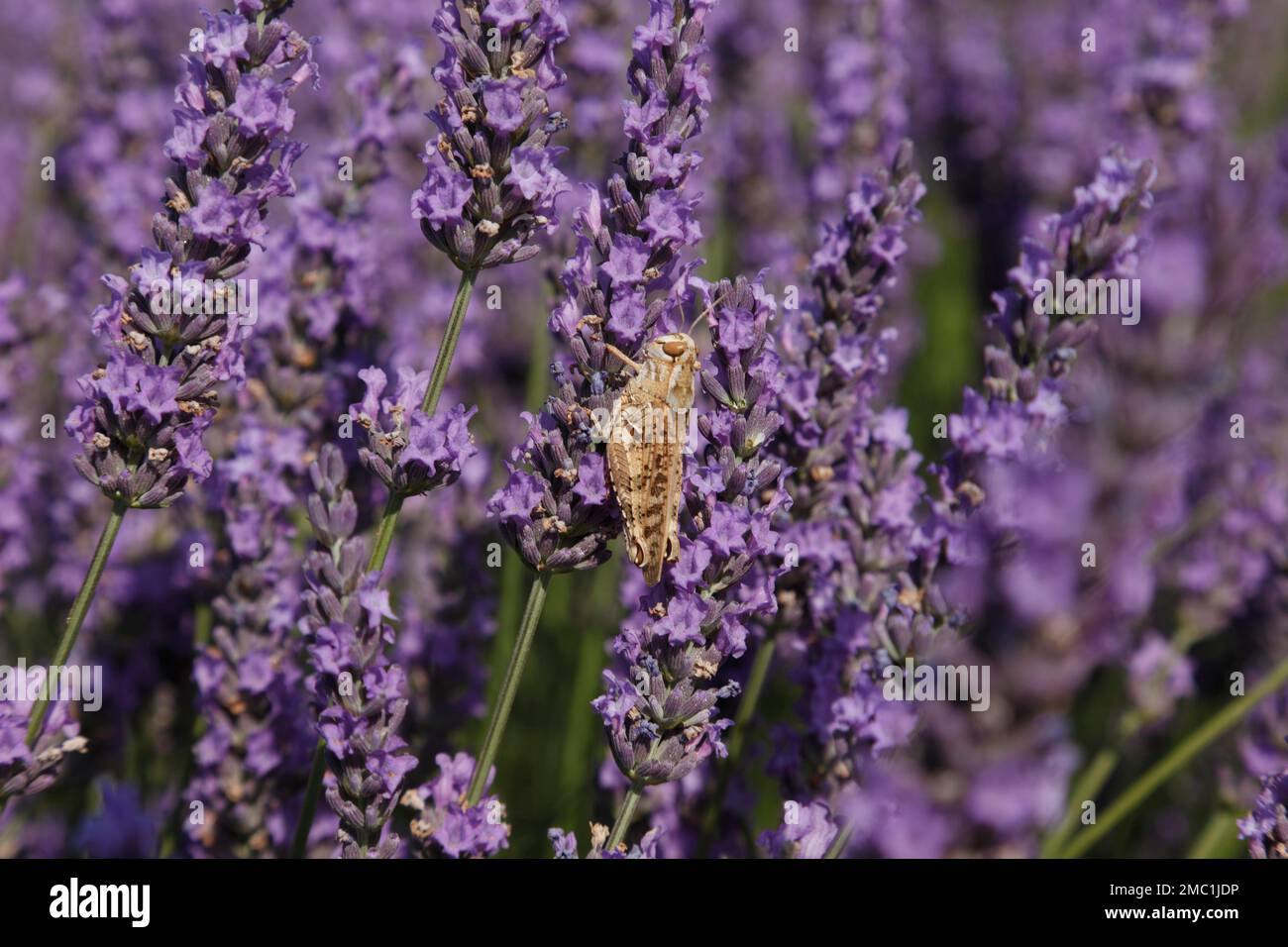 Cicada in a lavender field, Provence, France Stock Photo - Alamy