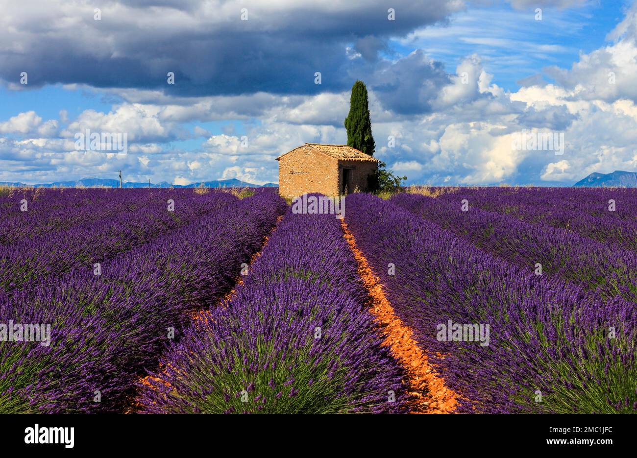 Natural stone hut in the lavender field on the Palteau de Valensole ...