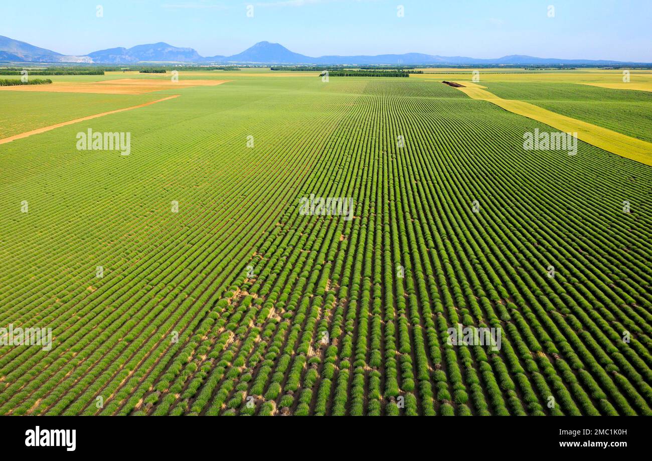 Aerial view of lavender fields in valensole, france hi-res stock ...