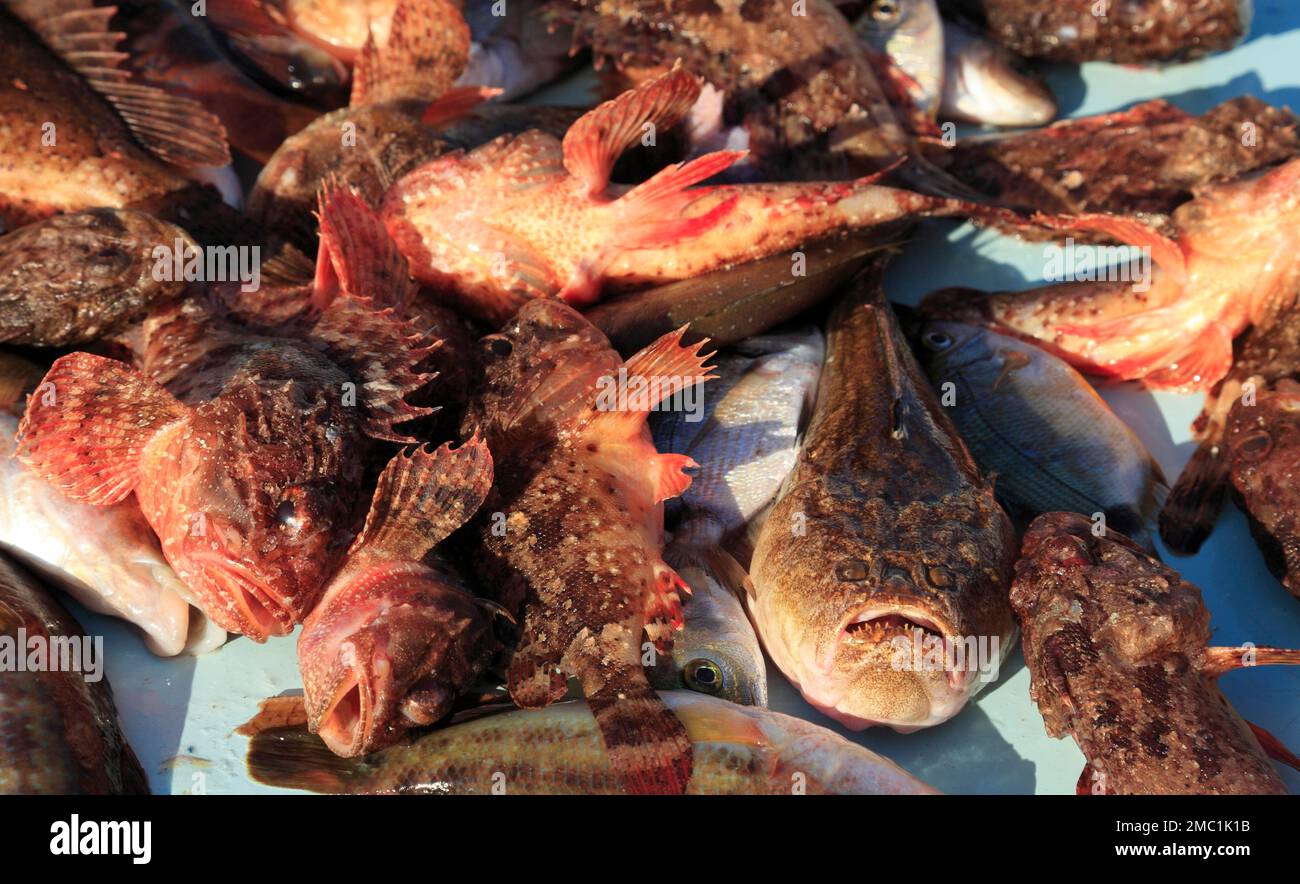 Fish for the bouillabaisse a la marseillaise, fish market at the Quai ...