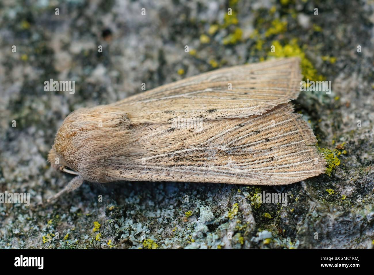 Detailed closeup of the obscure wainscot moth, Leucania obsoleta ...