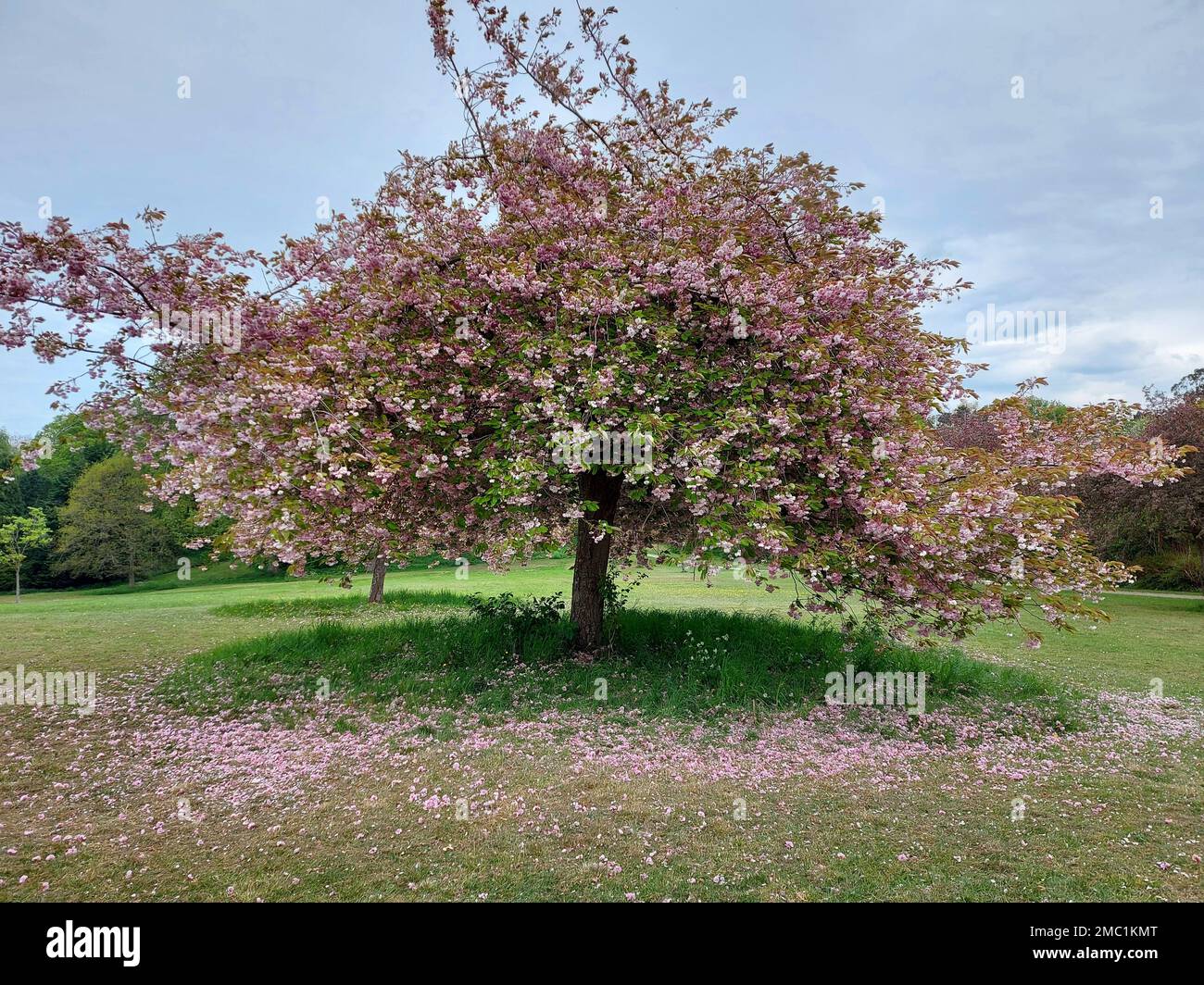 A scenic view of trees on the field under a blue sky Stock Photo - Alamy