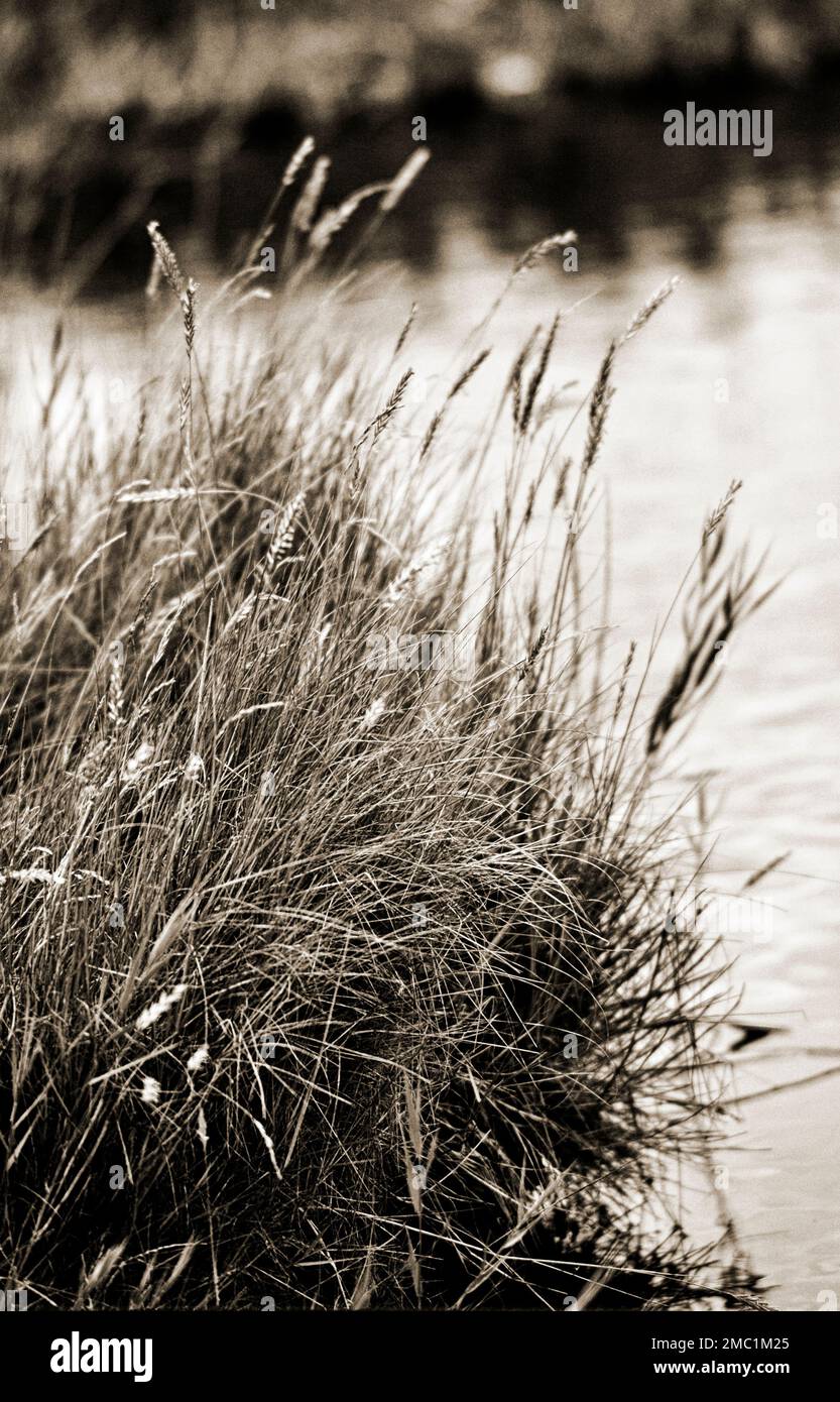 Marshy habitat hi-res stock photography and images - Alamy