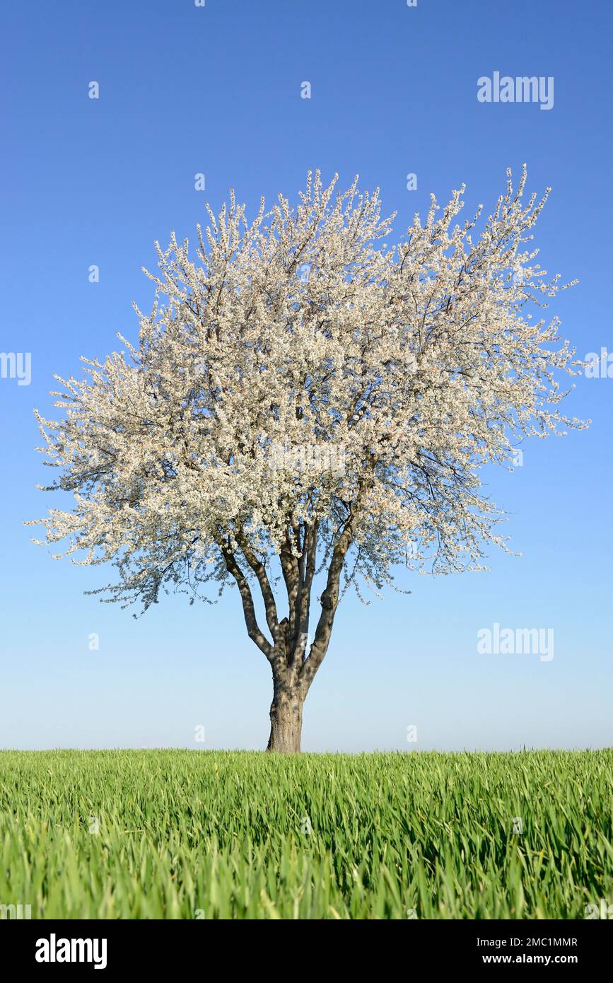 Cherry (Prunus), solitary tree in blossom, blue sky, North Rhine ...