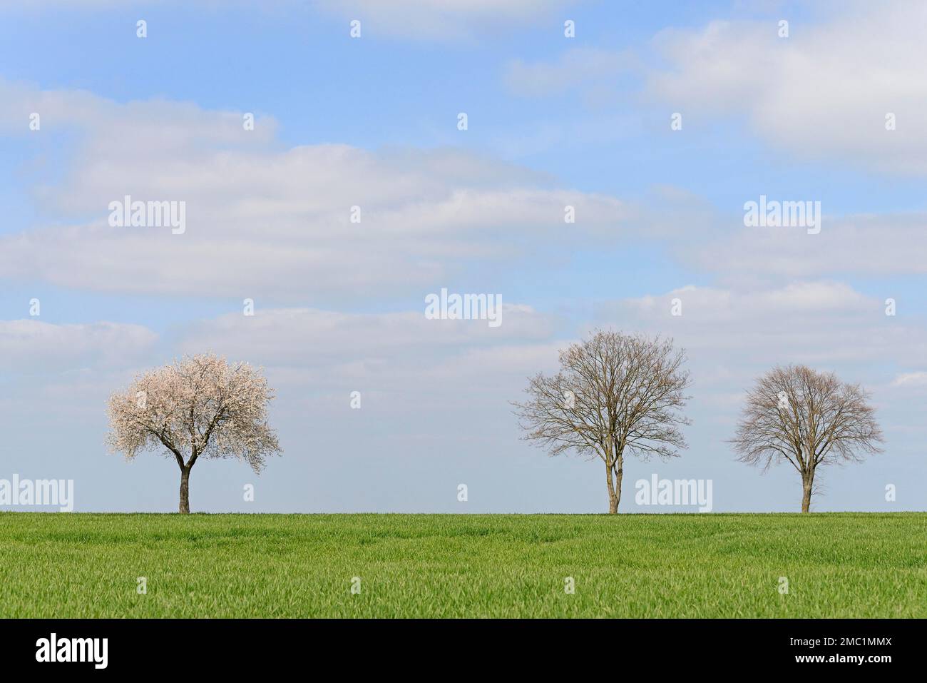Deciduous trees by a green grain field, cherry (Prunus) tree in blossom ...