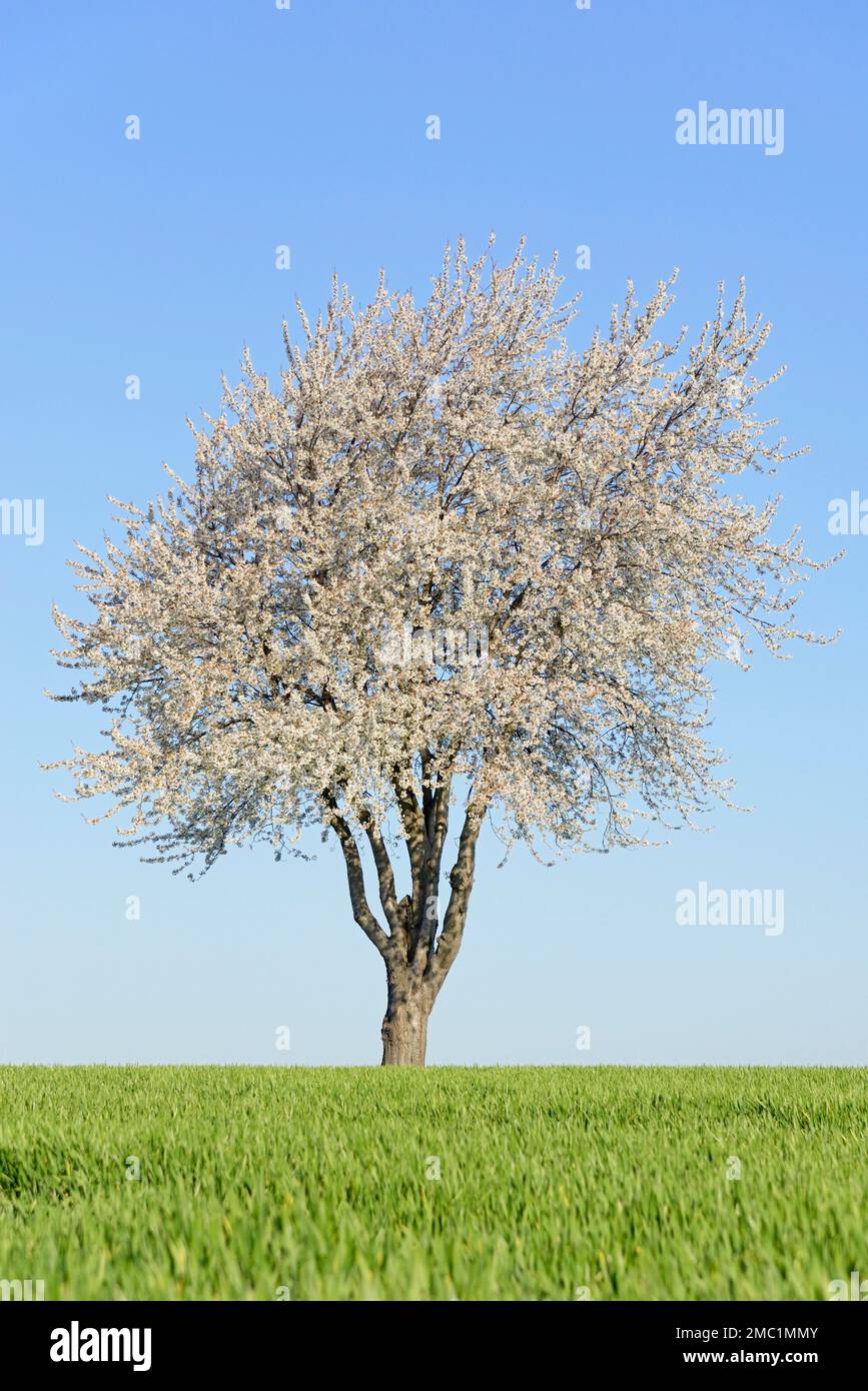 Cherry (Prunus), solitary tree in blossom, blue sky, North Rhine ...