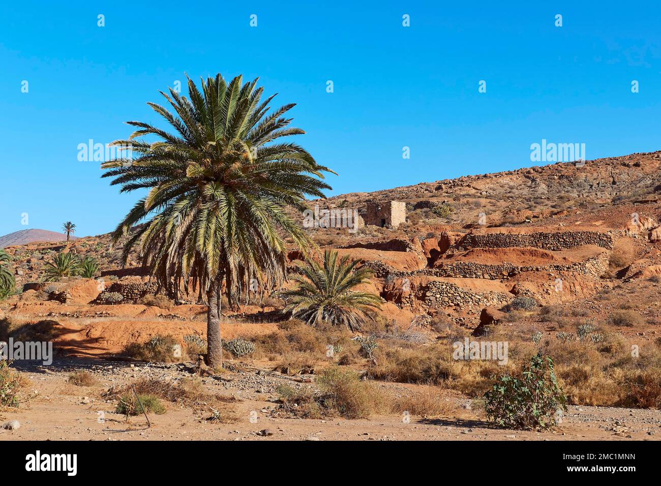 Palm trees, walls, stone buildings, barren landscape, Barranco de Las ...