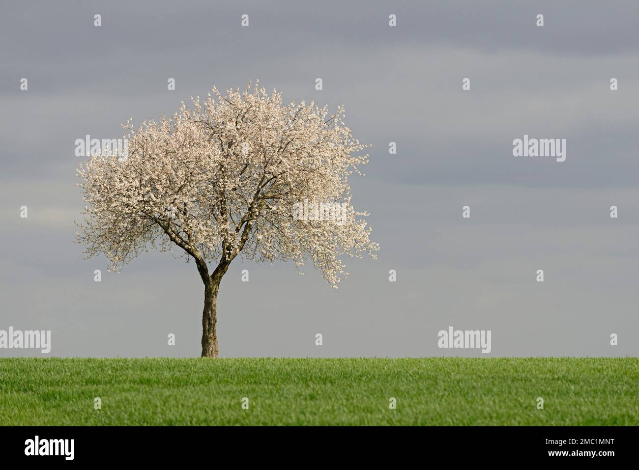 Cherry (Prunus), solitary tree in flowering season, grey rainy sky ...