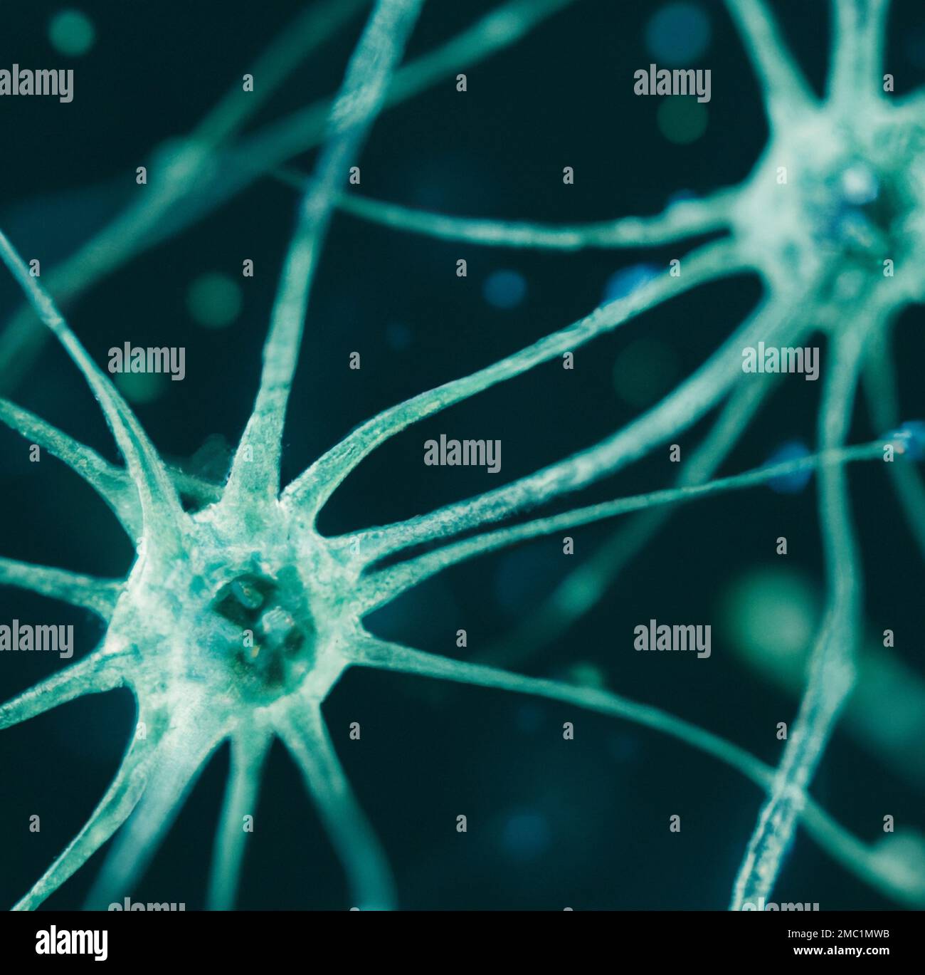 Human brain nerve microscopic hi-res stock photography and images - Alamy