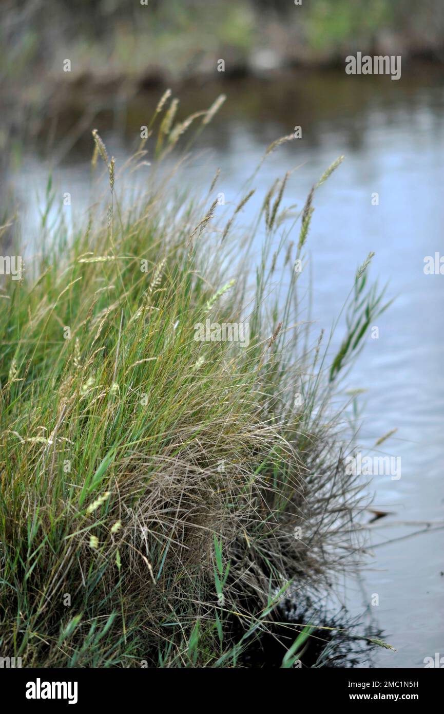 Dingle marsh hi-res stock photography and images - Alamy