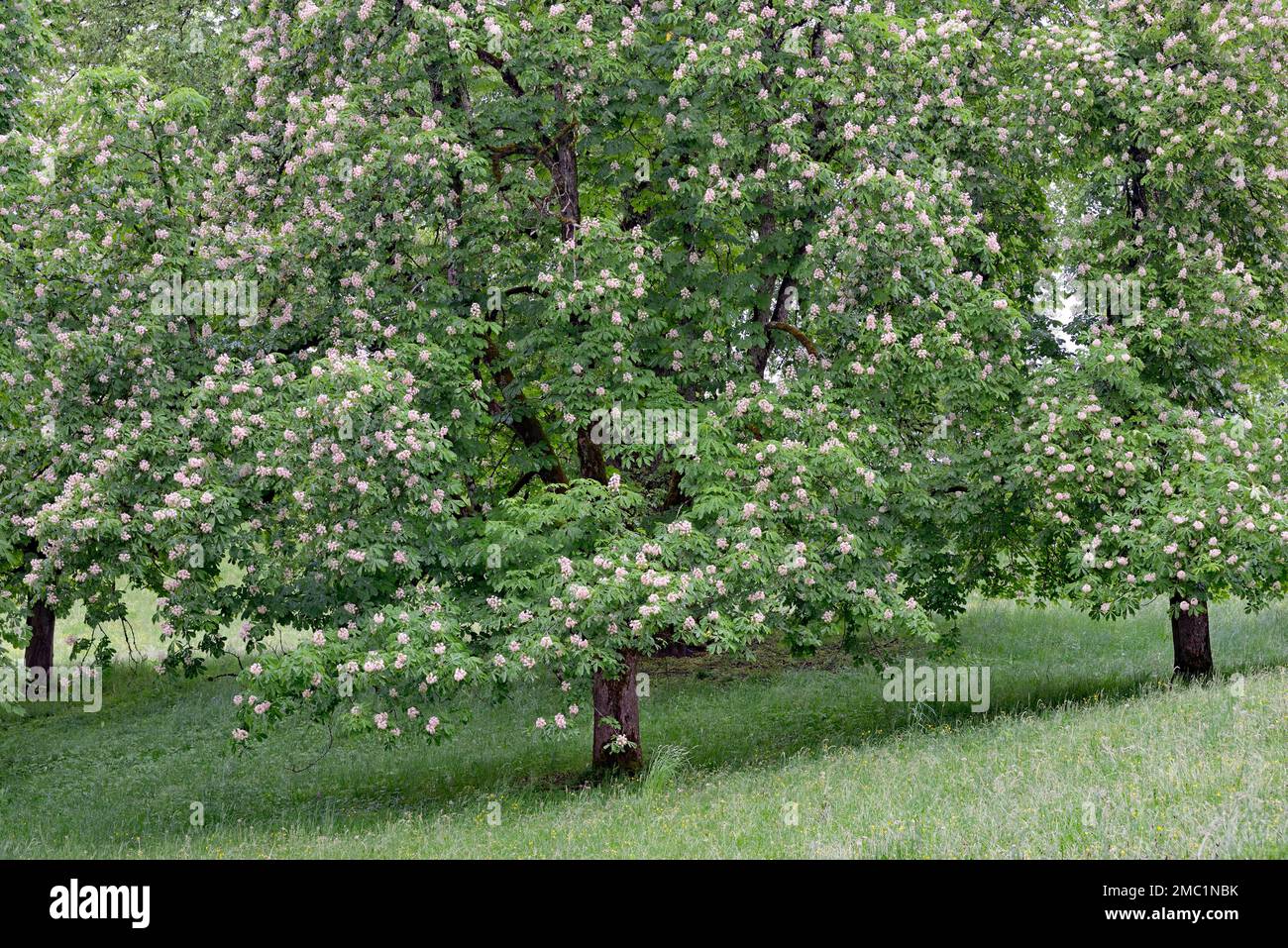 Horse chestnut (Aesculus), trees with white inflorescence, Oberstdorf ...