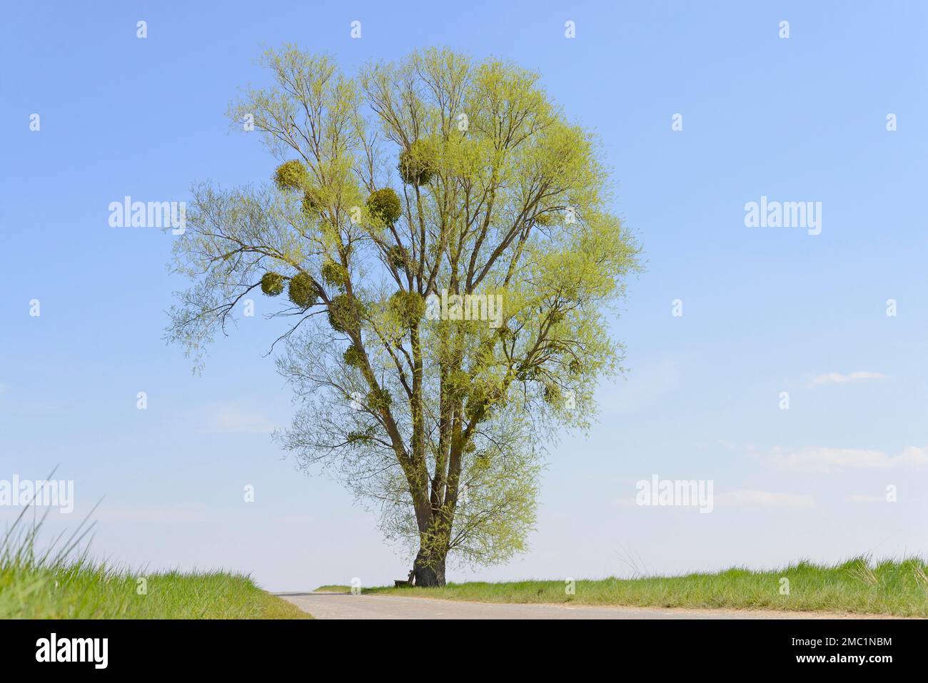 Poplar (Populus), solitary tree with mistletoe (Viscum L.) in spring ...