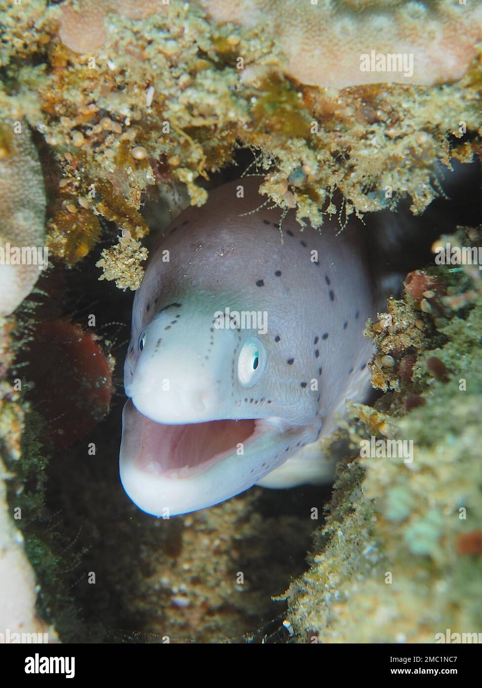 Geometric moray (Gymnothorax griseus) . Dive site Sodwana Bay National ...