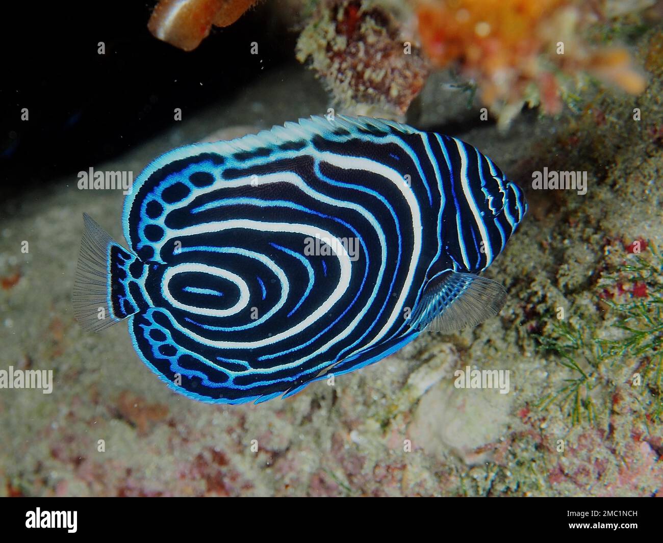 Juvenile Emperor Angelfish (Pomacanthus imperator) . Dive site Sodwana ...