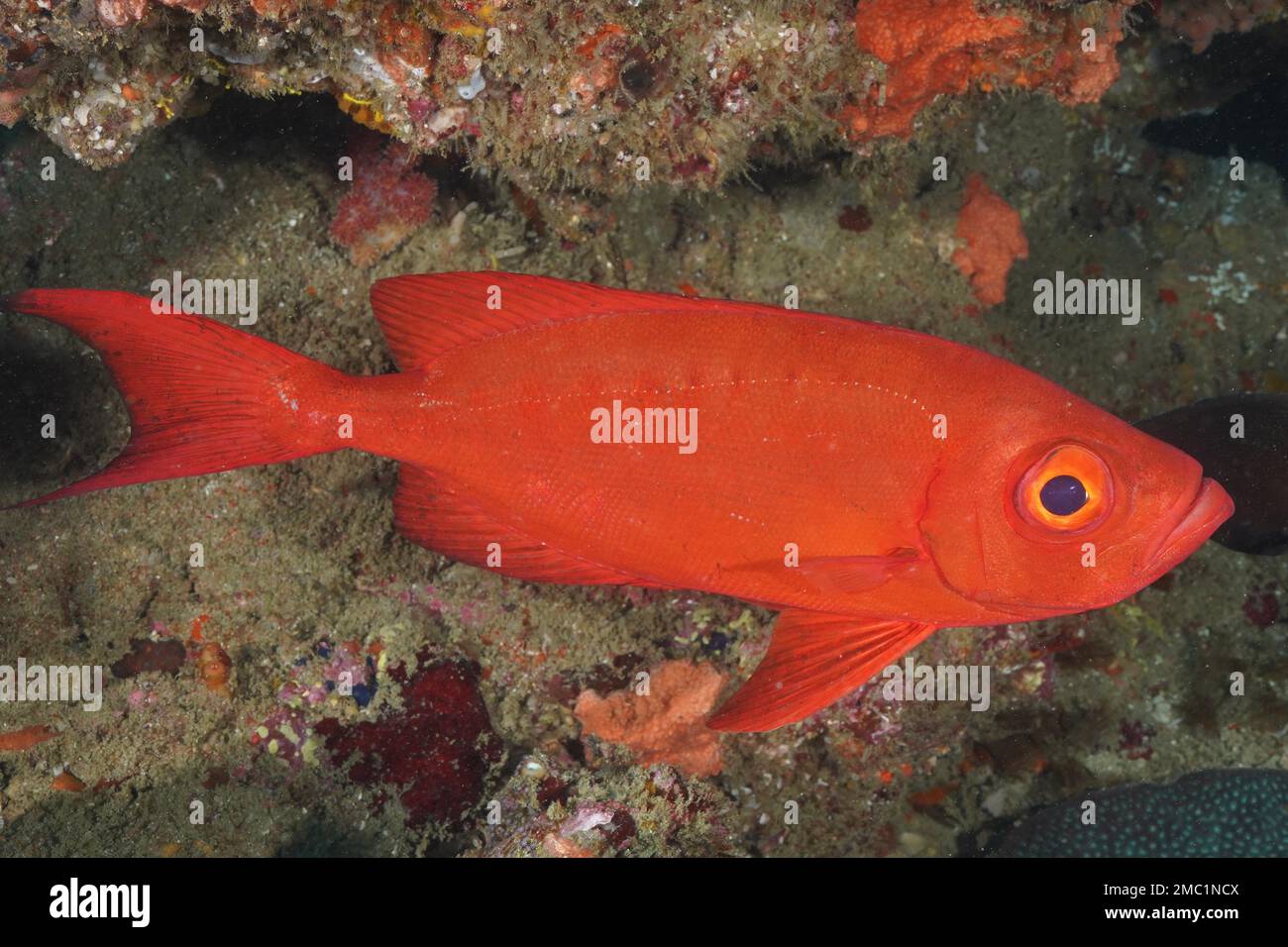 Common bigeye (Priacanthus hamrur), red colouration, Sodwana Bay ...