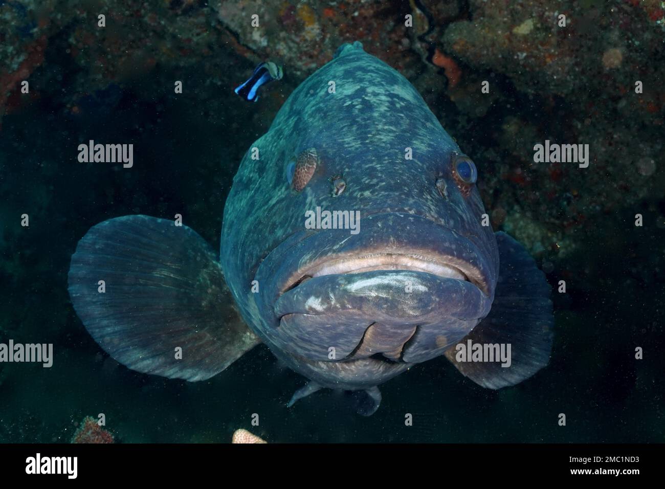 Portrait of potato grouper (Epinephelus tukula) . Dive site Sodwana Bay ...