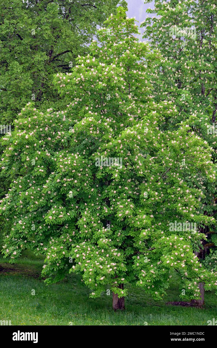 Horse chestnut (Aesculus), trees with white inflorescence, Oberstdorf ...