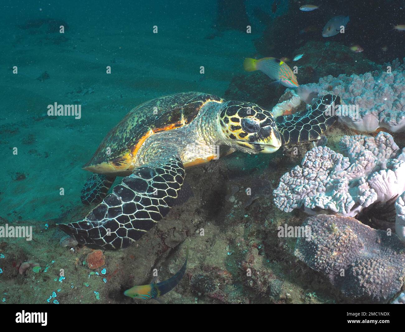 Pacific hawksbill turtle (Eretmochelys imbricata bissa), Sodwana Bay ...