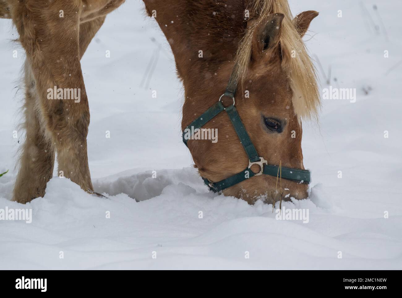 Niederhasling, Germany. 21st Jan, 2023. A horse searches for grass ...