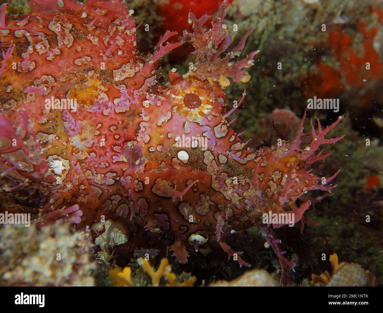 Close-up of popeyed scorpionfish (Rhinopias frondosa), Sodwana Bay ...