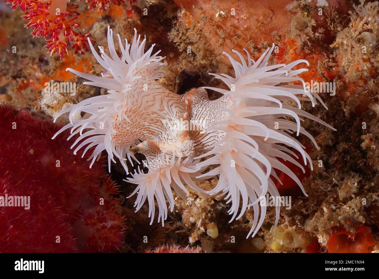 Tiger anemone hi-res stock photography and images - Alamy