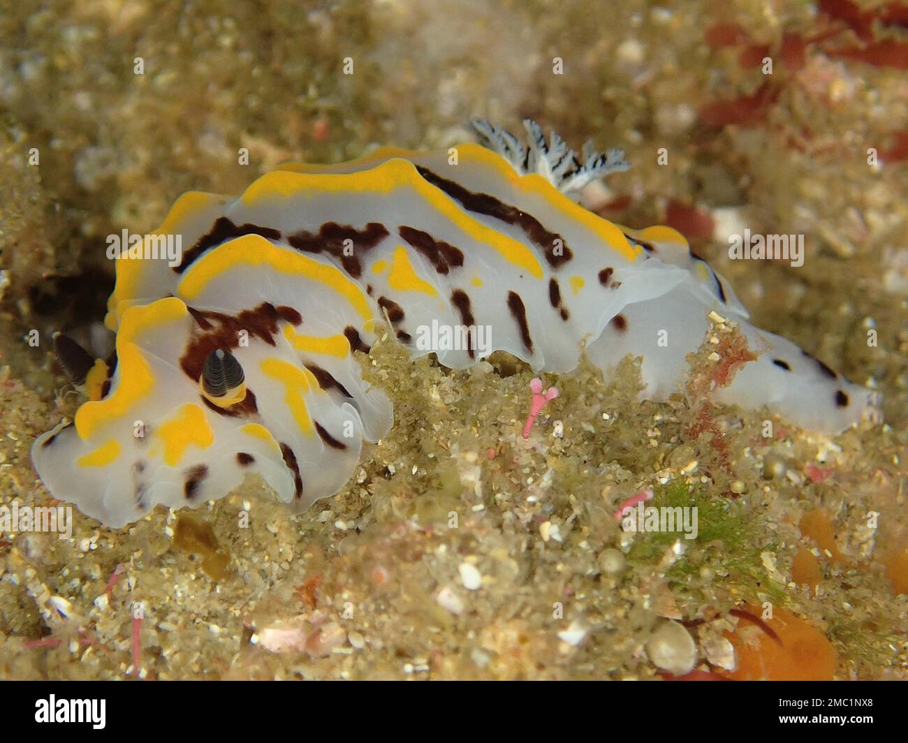 Bicoloured halgerda (Halgerda dichromis), star snail, Aliwal Shoal dive ...