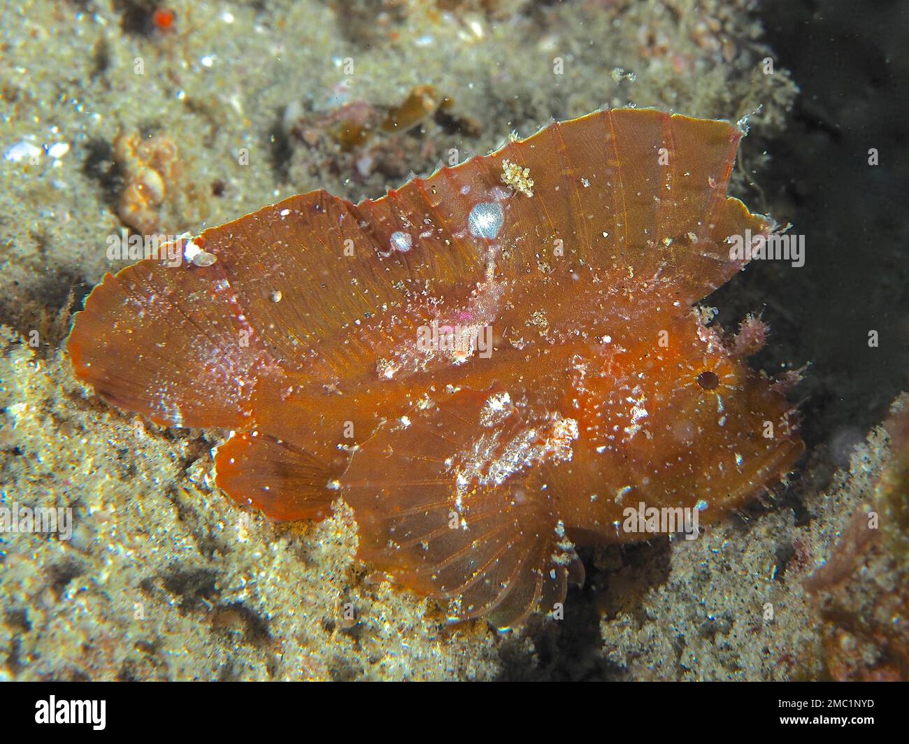 African Leaf Fish Compatibility