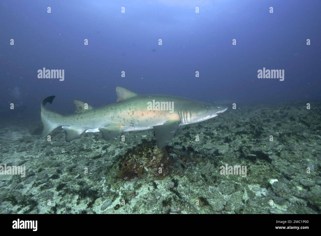 Sand tiger shark (Carcharias taurus) over the reef. Aliwal Shoal Dive ...