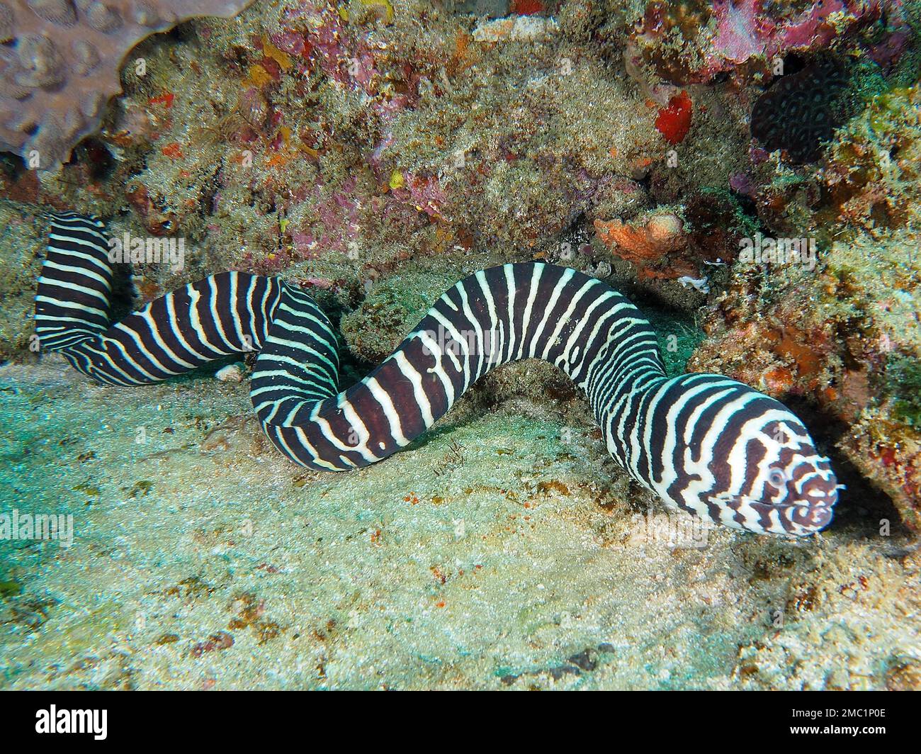 Zebra moray (Gymnomuraena zebra), Sodwana Bay National Park dive site ...