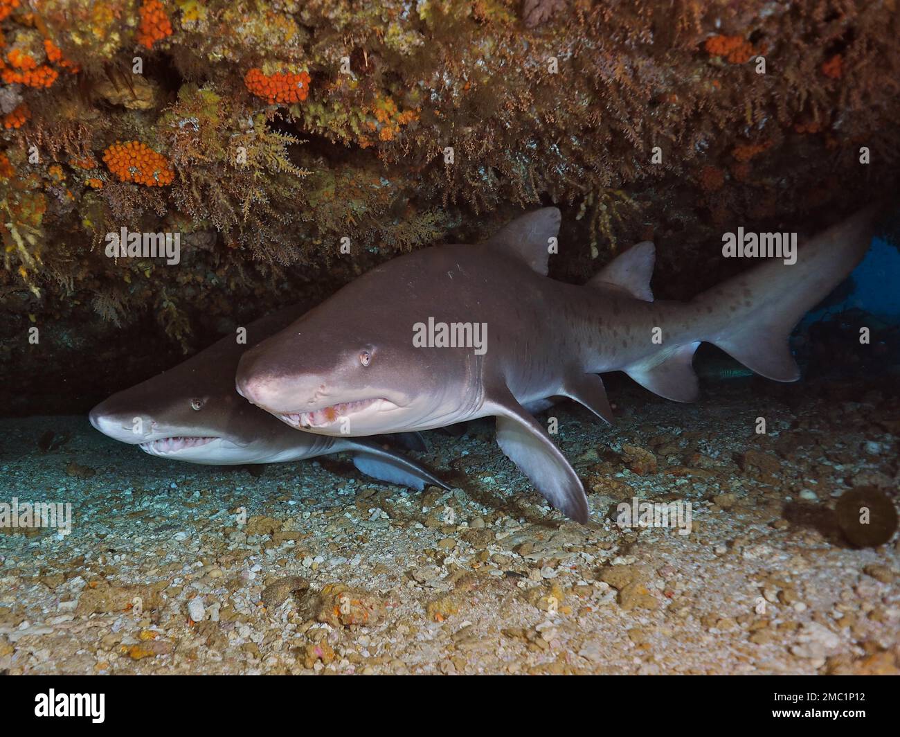 South African Sand Shark