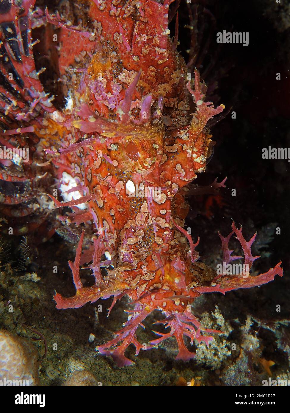 Portrait of popeyed scorpionfish (Rhinopias frondosa), Sodwana Bay ...