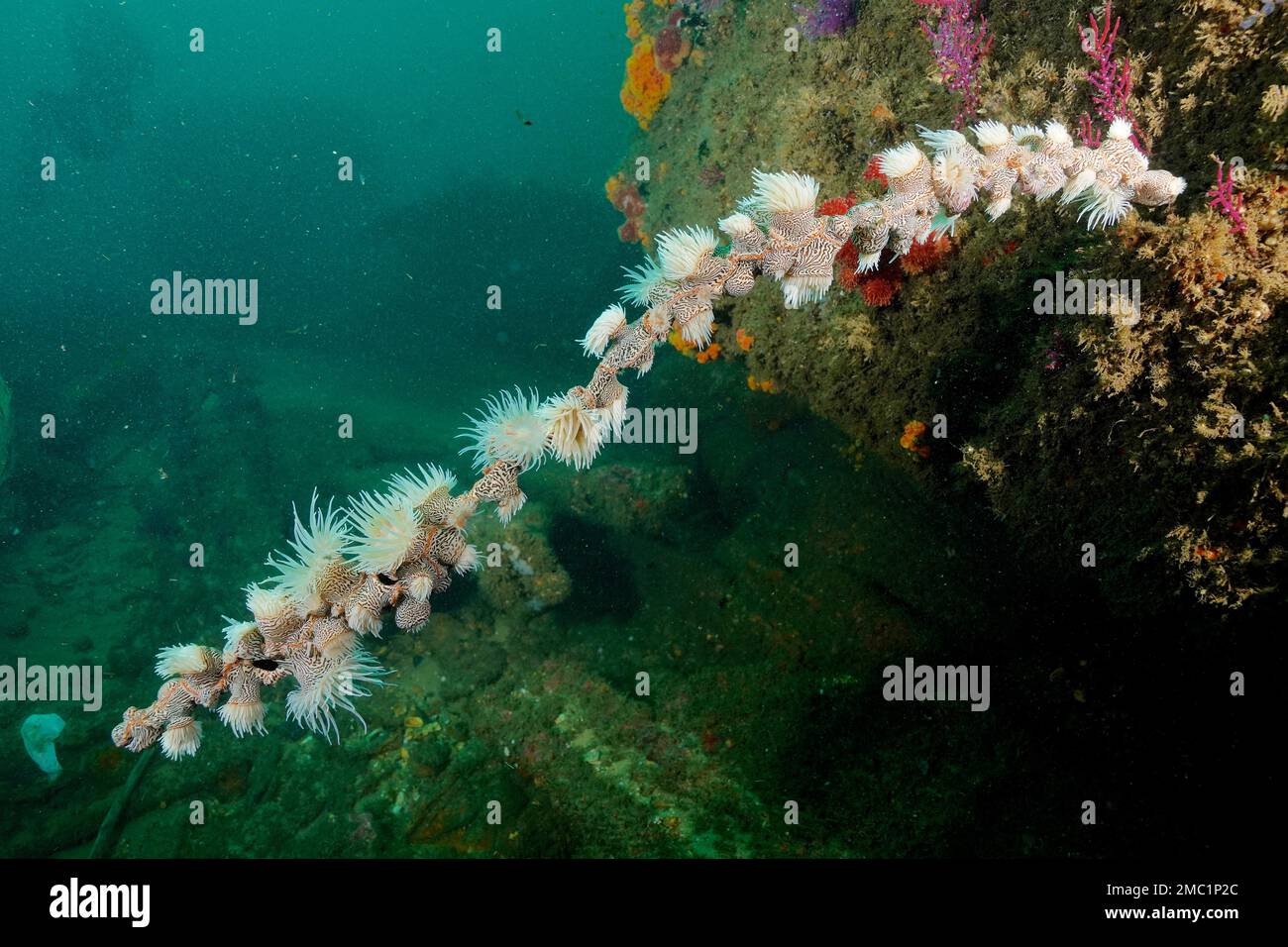 Tiger anemone hi-res stock photography and images - Alamy