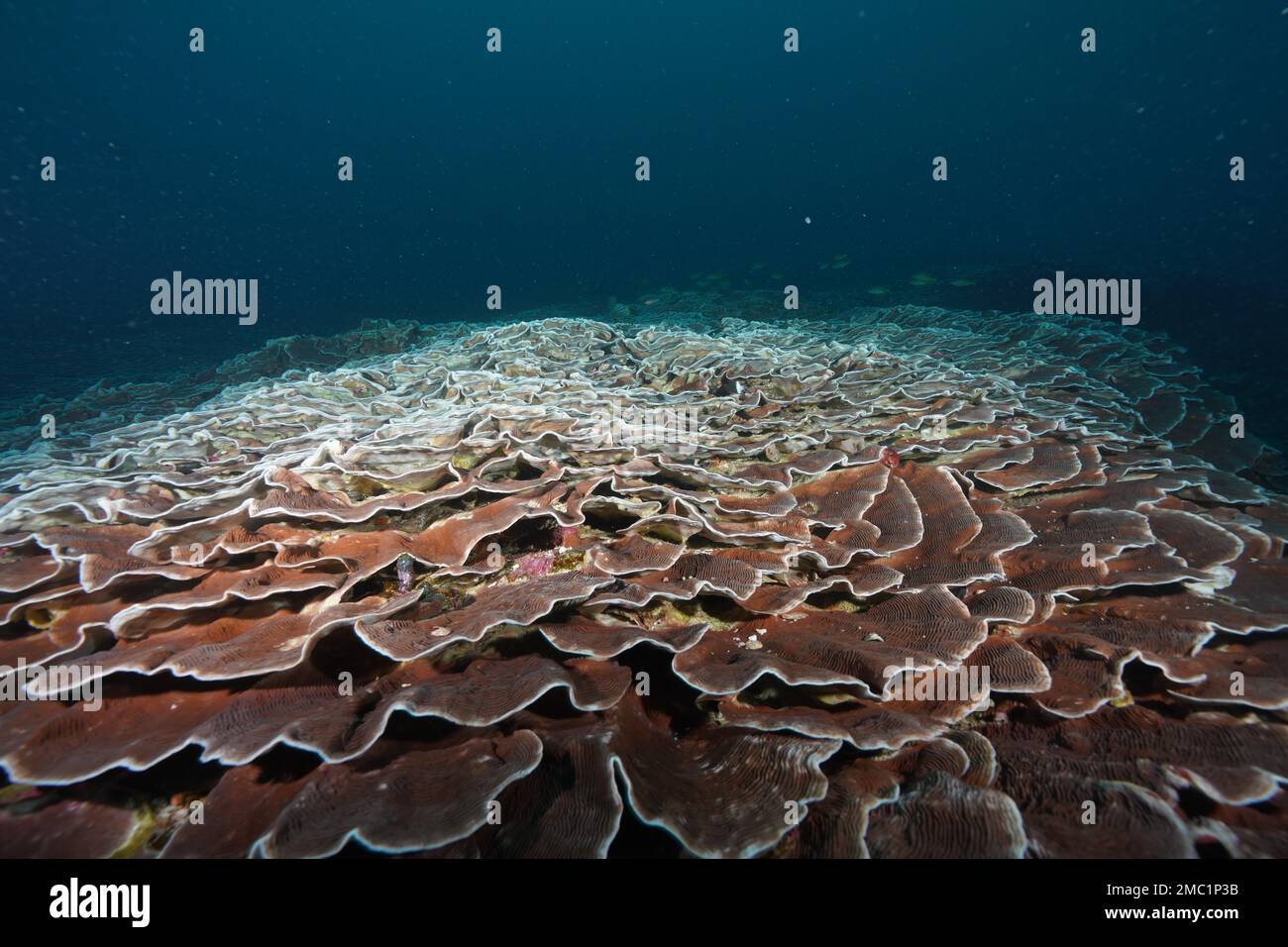 Giant Lettuce Coral (Pachyseris), Sodwana Bay National Park Dive Site ...