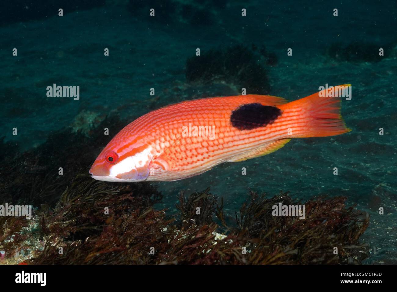 Saddleback pig wrasse hi-res stock photography and images - Alamy