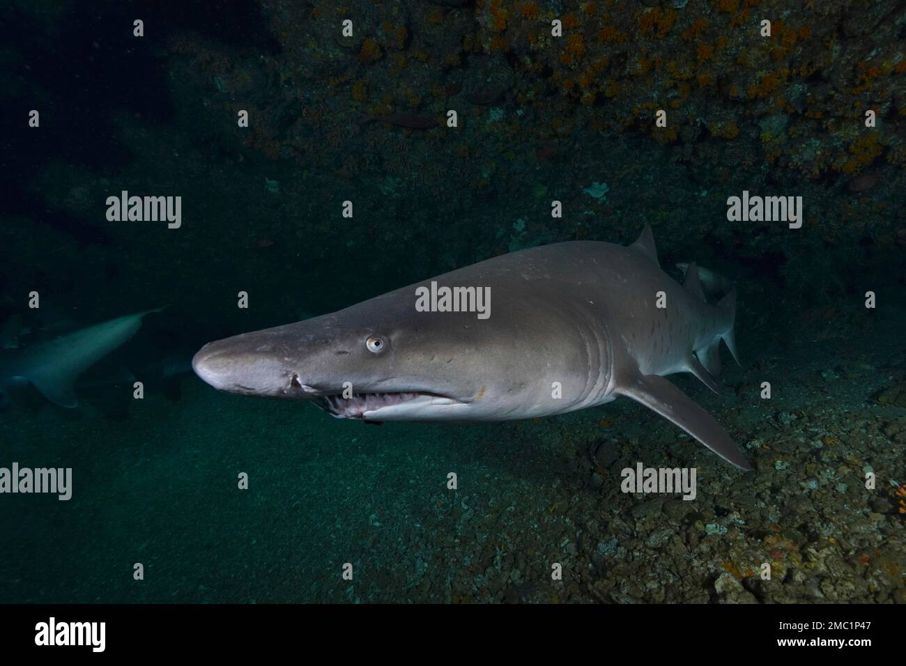 Sand tiger shark (Carcharias taurus) in its den. Dive site Protea Banks ...