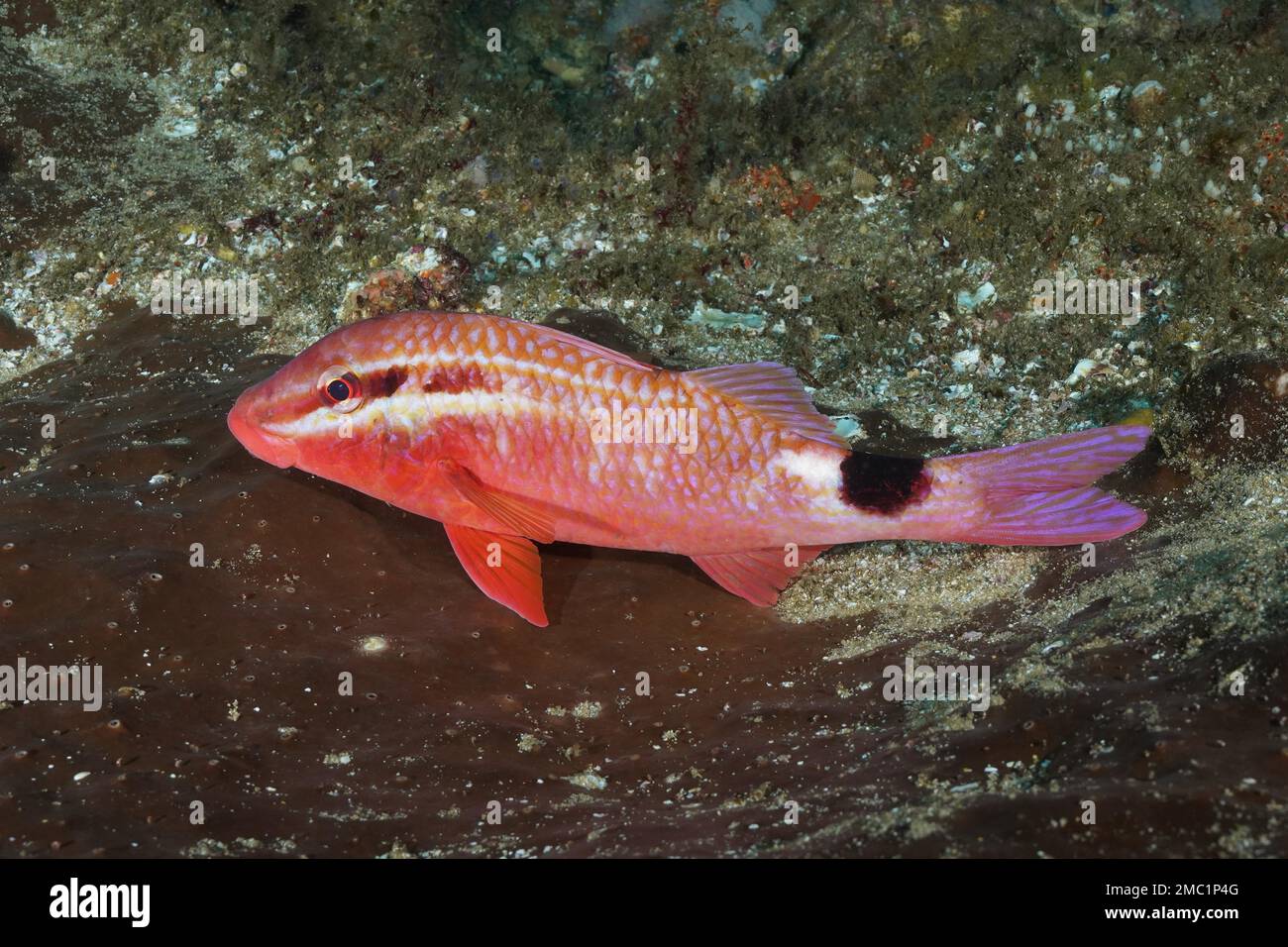 Two spot goatfish hi-res stock photography and images - Alamy