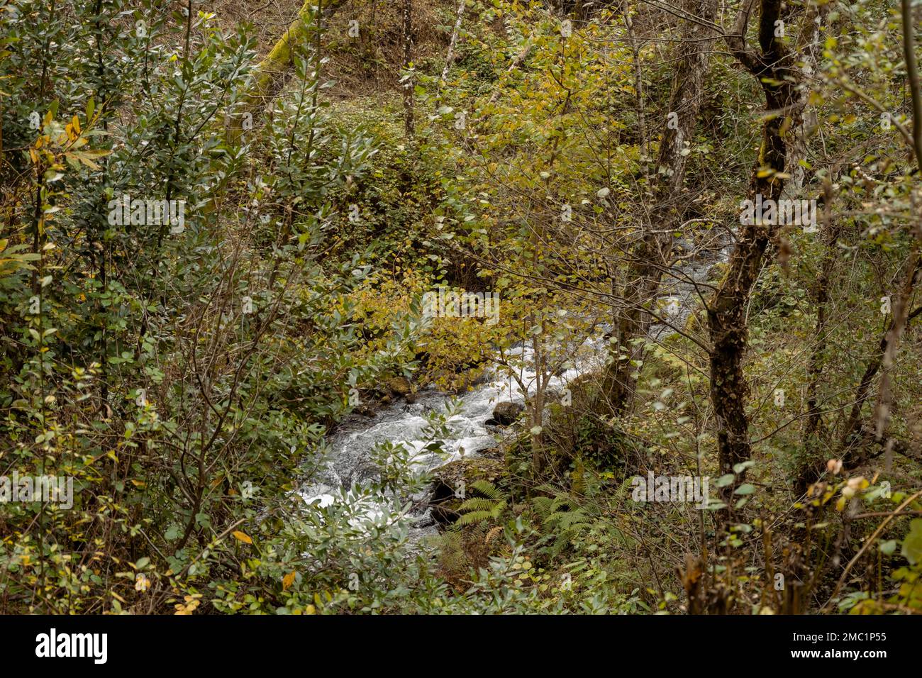 Riverside trees mountain hi-res stock photography and images - Alamy