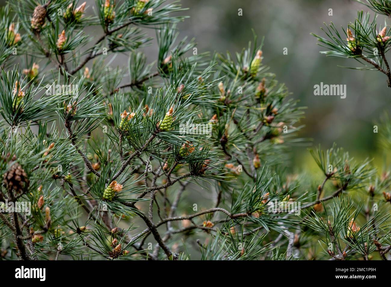 Scots pine (Pinus sylvestris) green leaves and young seed cones Stock ...
