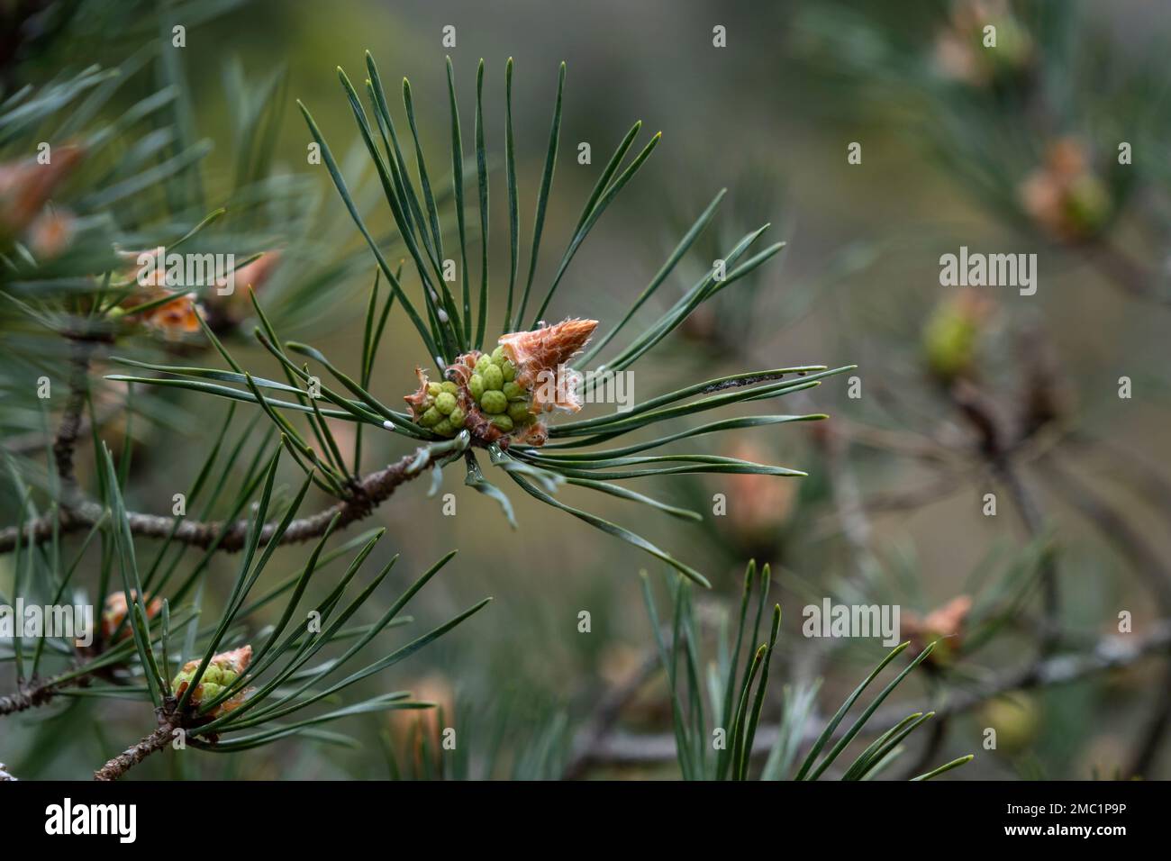Young scots scotch pine hi-res stock photography and images - Alamy