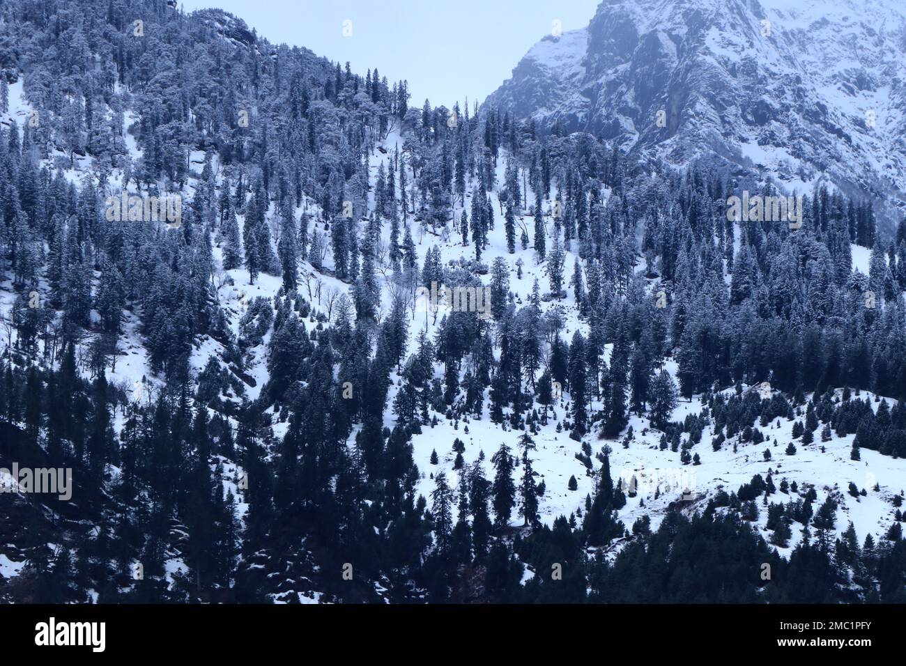 Snow-capped cedar trees, cold and breezy, Manali, Himachal Pradesh ...