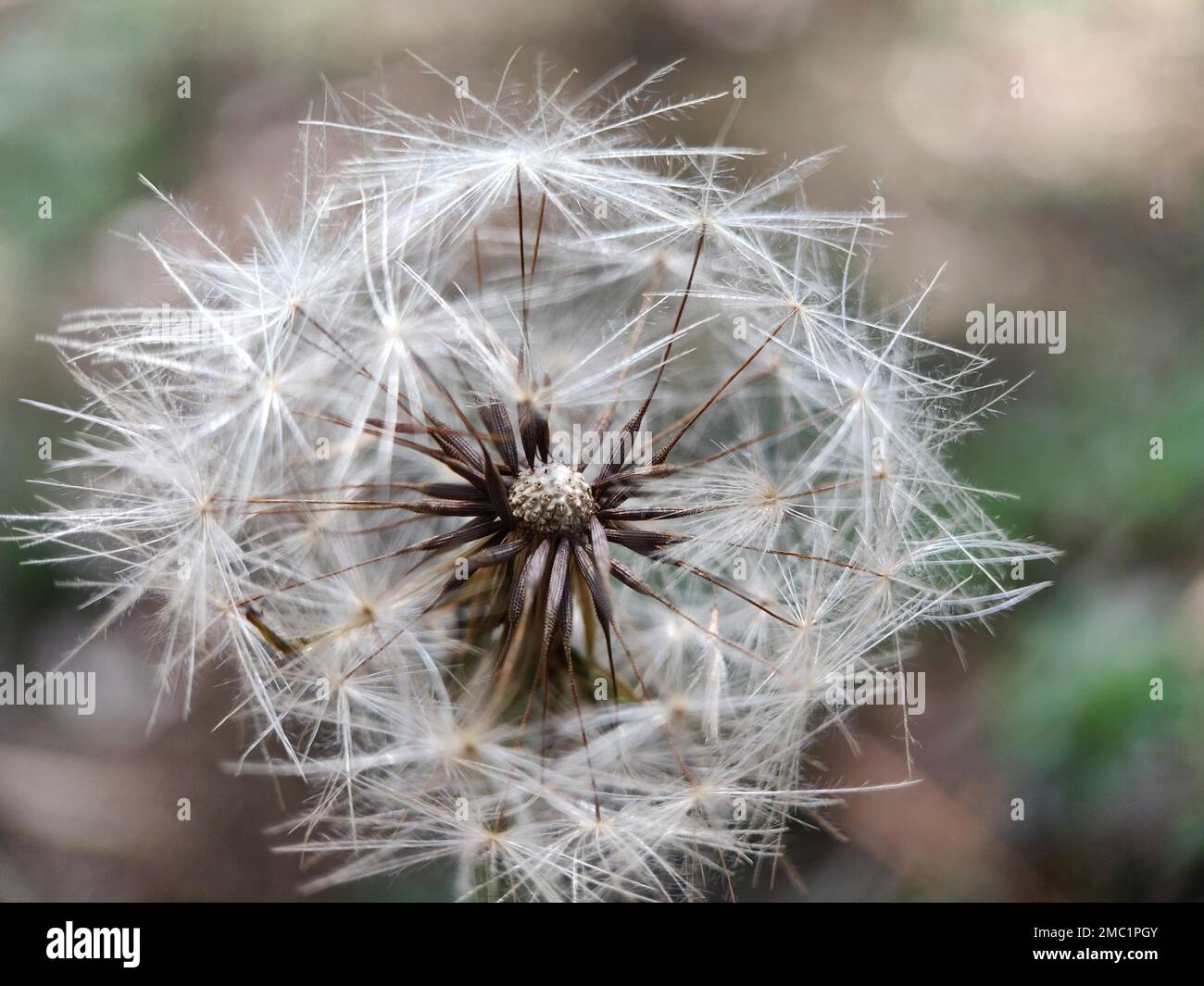 A blooming white Dandelion (Taraxacum) flower, Ooty, Tamil Nadu Stock ...