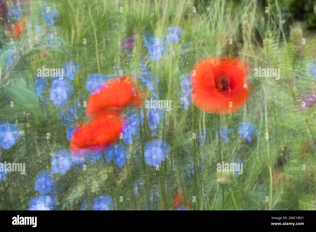 Corn poppy (Papaver rhoeas) and flax (Linum), wisp effect, Hesse ...