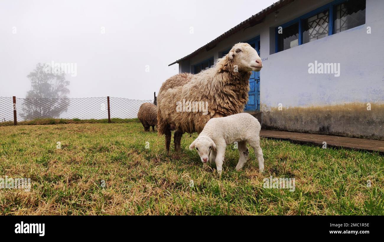 Sheep are feeding lamb in the sheep yard, kodaikanal, Tamil Nadu Stock Photo - Alamy